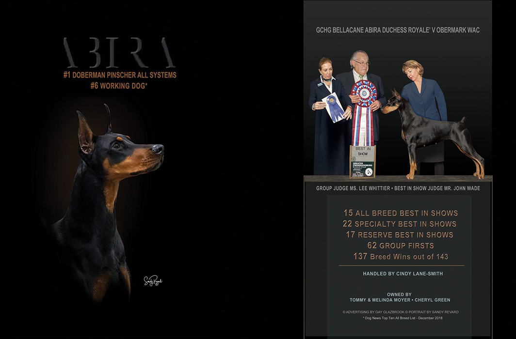 BellaCane Abira Duchess Royale v Obermark