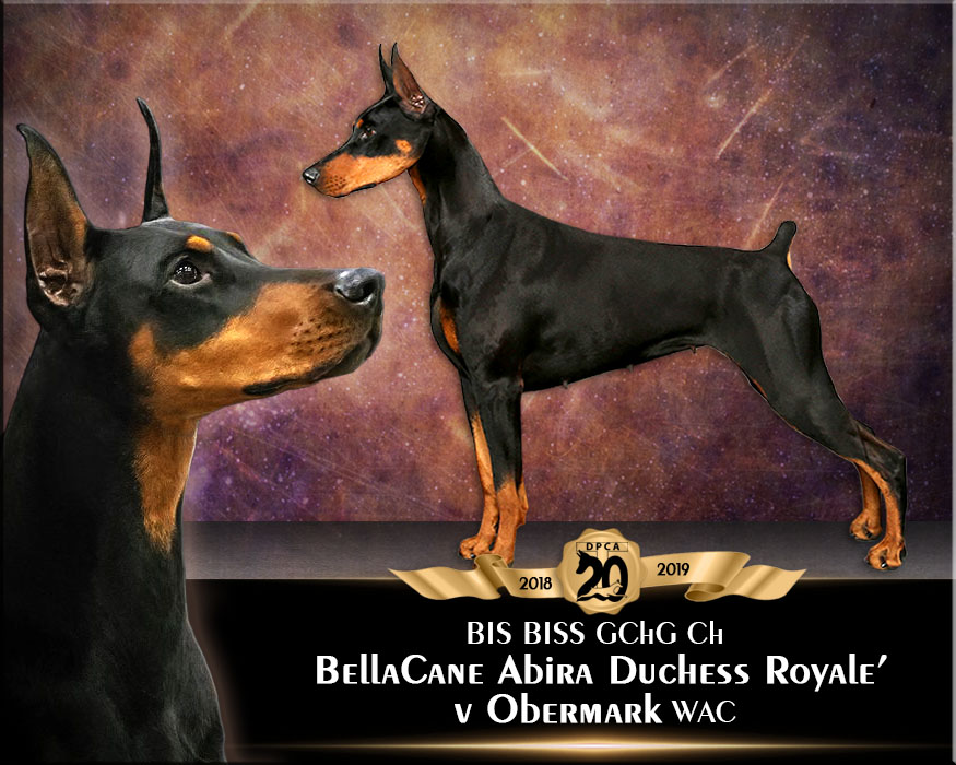 BellaCane Abira Duchess Royale v Obermark