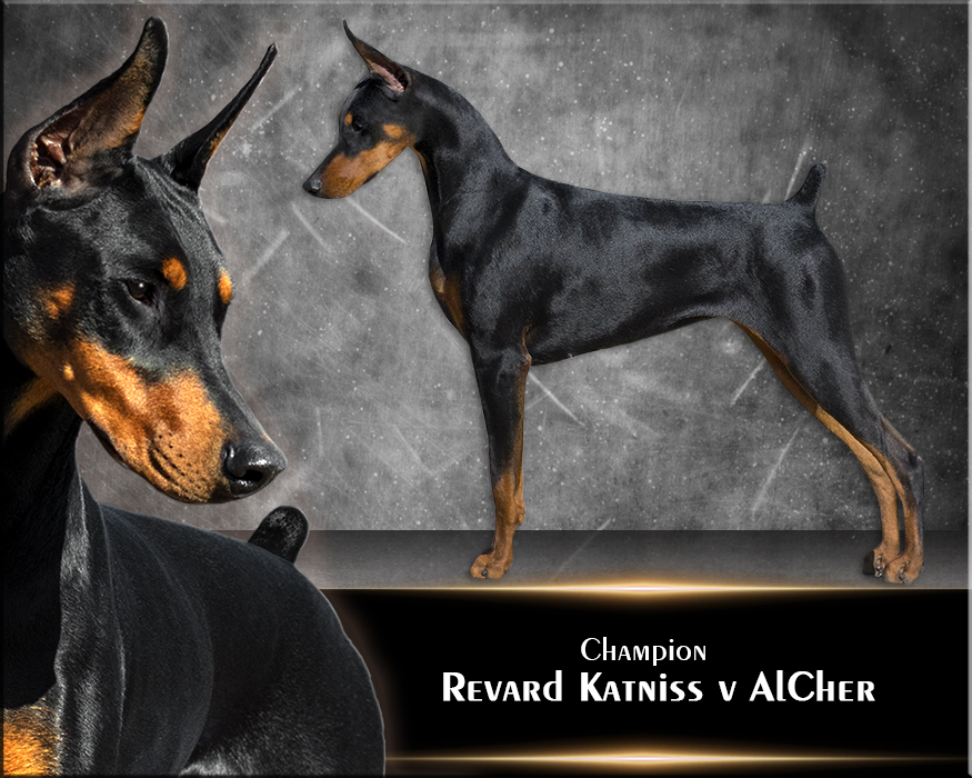 Revard Katniss v AlCher