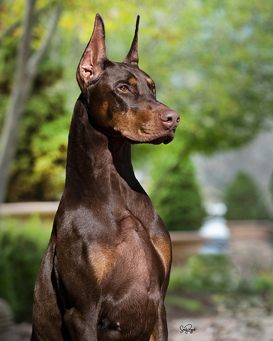 AlCher Let's Roll v Aquarius