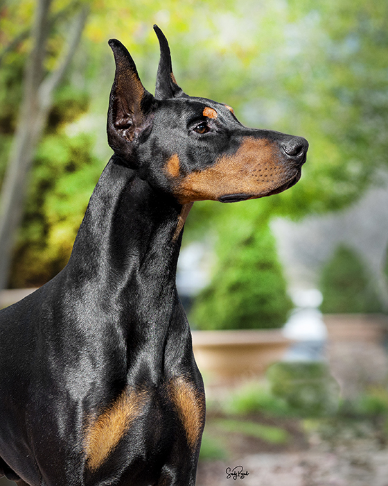 AlCher TMAC Prince Of Darkness v Gentry