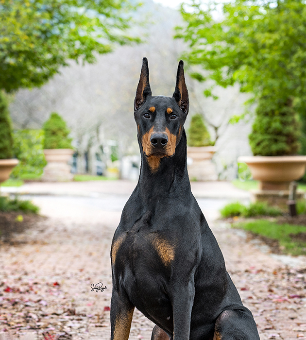 AlCher TMAC Talisman v Gentry