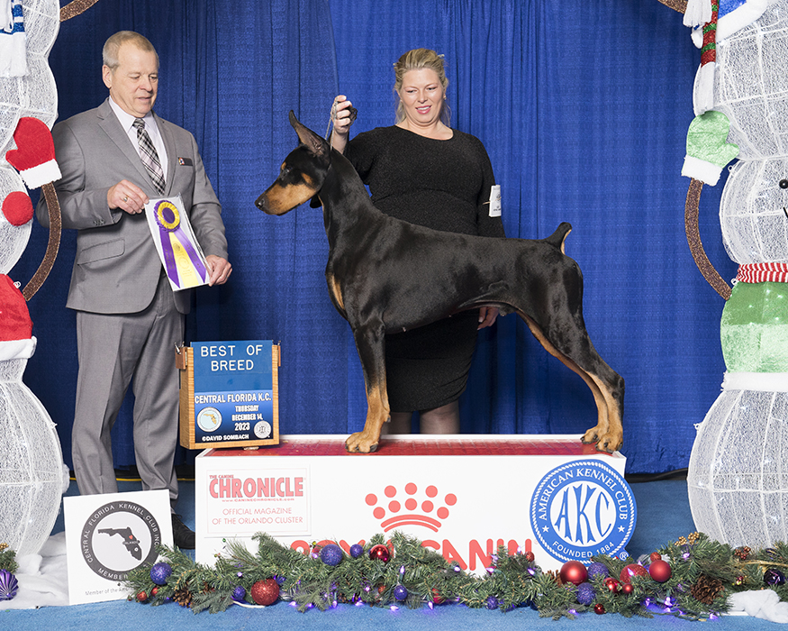 AlCher TMAC Toil And Trouble v Gentry