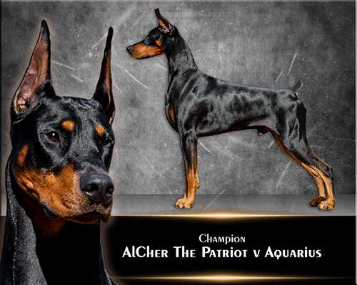 AlCher The Patriot v Aquarius