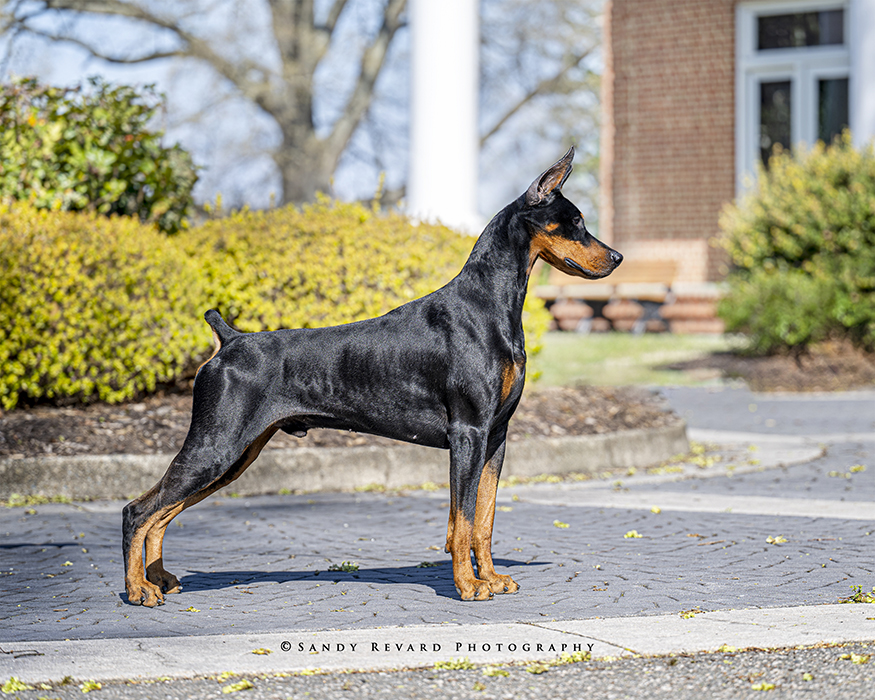 BellaCane Lord Enzo v AlCher