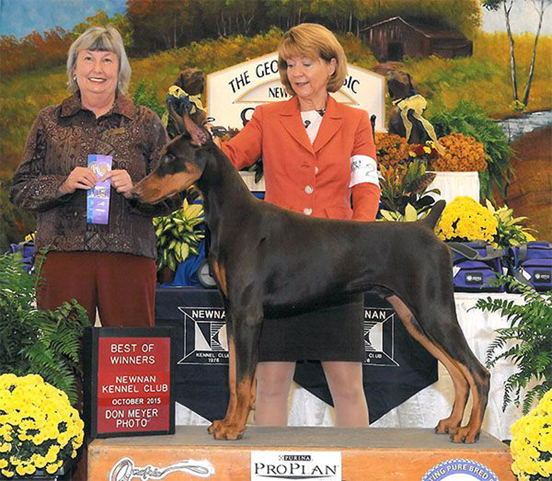 AlCher Captain America