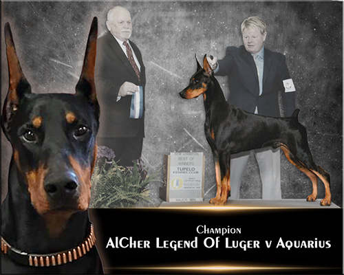 AlCher Legend Of Luger v Aquarius