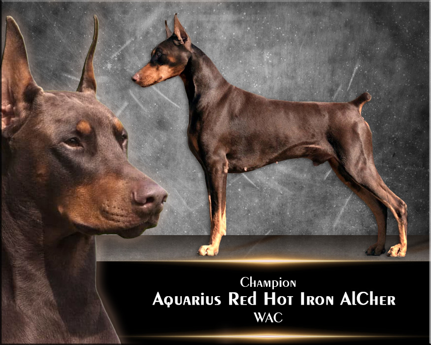 Aquarius Red Hot Iron AlCher